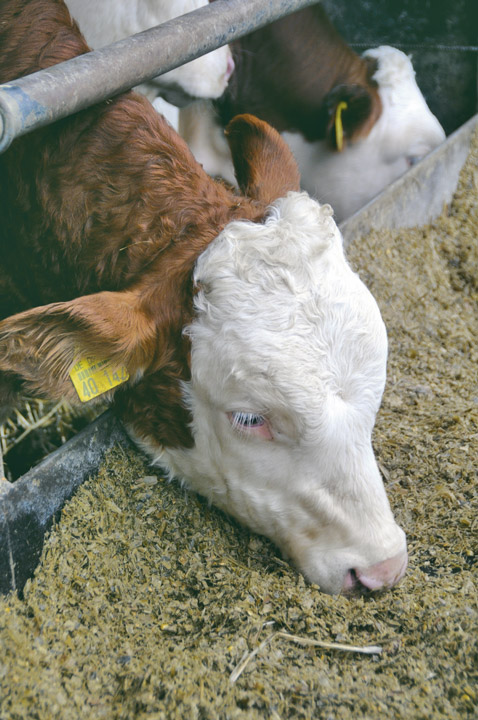 lw-heute.de – Edelteile vom Rind wieder gefragter | Edelteile vom Rind ...