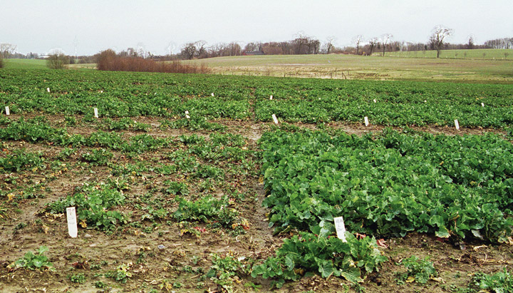 lw-heute.de – Wichtig ist die erfolgreiche Unkrautbekämpfung ...