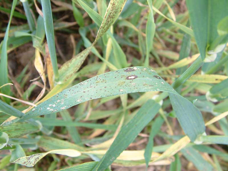 lw-heute.de – Der milde „Winter“ und die Folgen | Der milde „Winter ...