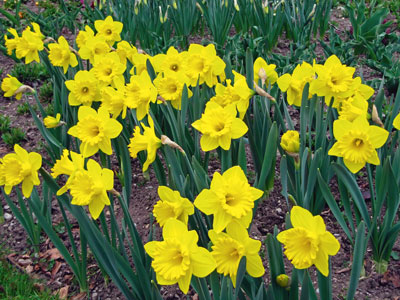 lw-heute.de – Die Osterglocke | Die Osterglocke