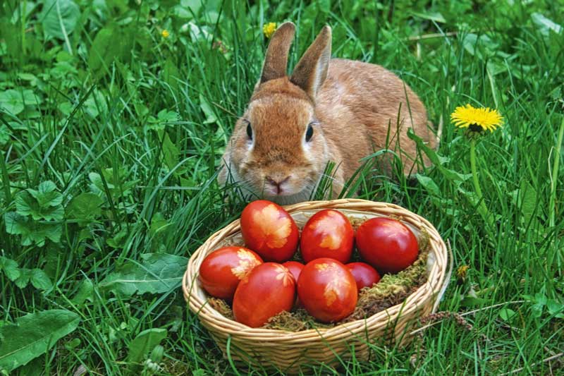 Ostern auf dem Bauernhof – LW-Heute.de