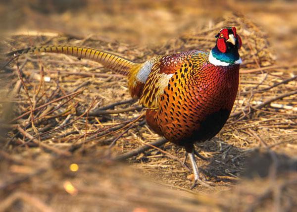 lw-heute.de – Der Fasan | Fasan