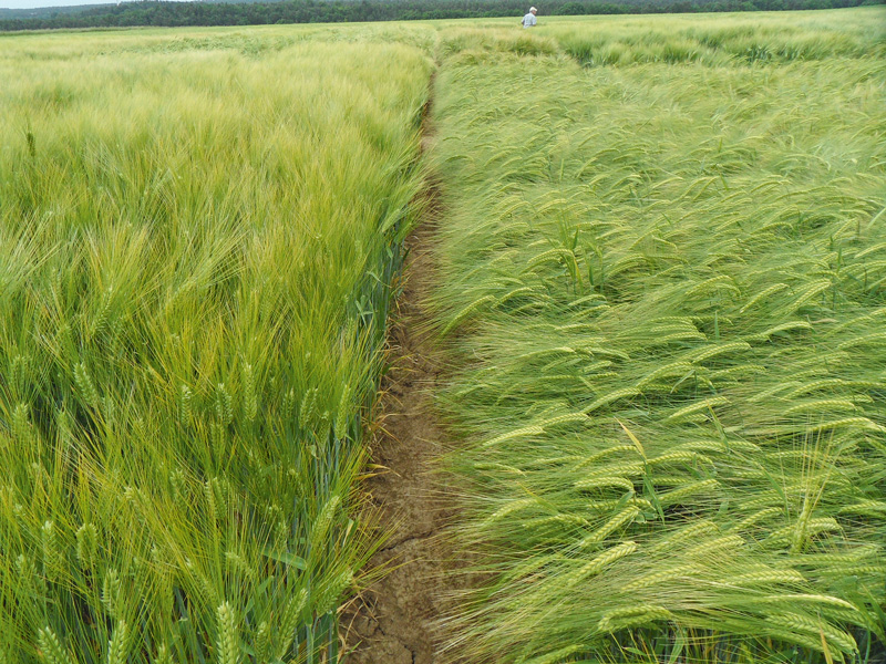 lw-heute.de – Erträge der Wintergerste besser als erwartet | Erträge ...