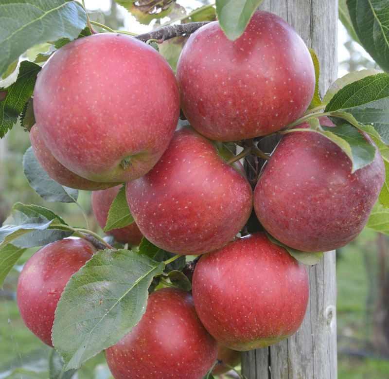 lw-heute.de – SQ 159 – Natyra, nur für beste Apfellagen | SQ 159 ...