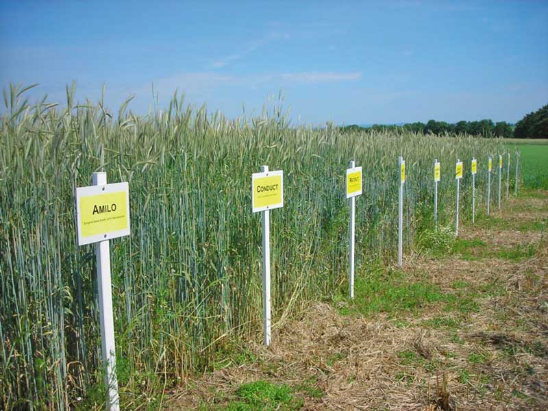lw-heute.de – Selbst dem Roggen machte die Trockenheit zu schaffen | Selbst dem Roggen machte ...