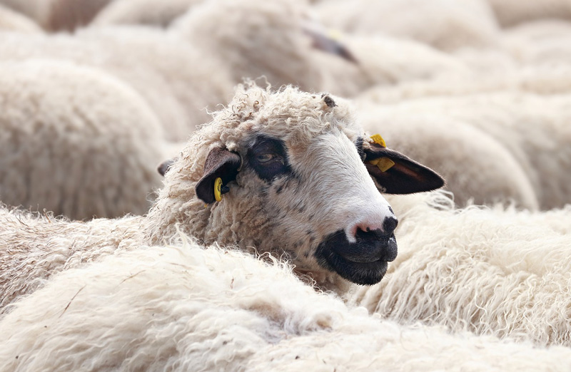 lw-heute.de – Atypische Scrapie bei Schaf nachgewiesen | Atypische ...