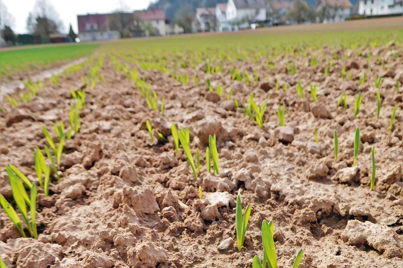 lw-heute.de – LSV Sommer-Braugerste und Sortenempfehlung zur Aussaat ...