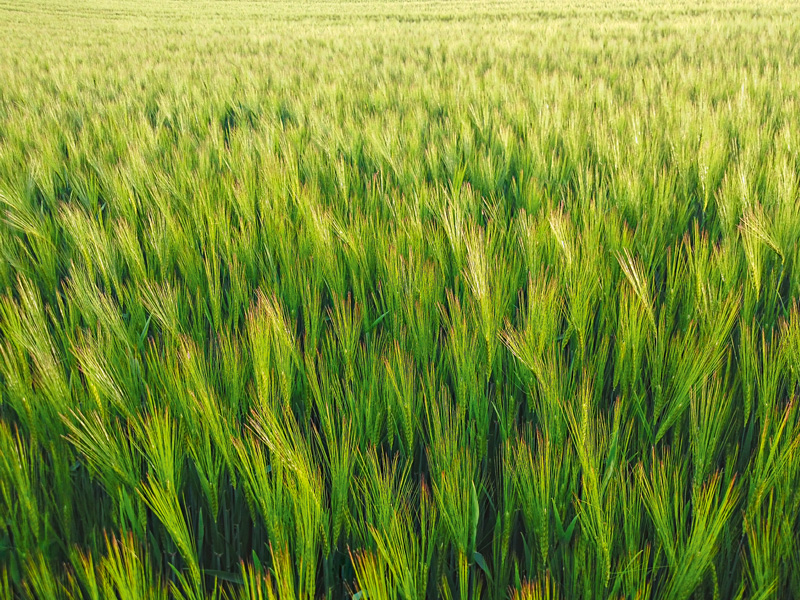 lw-heute.de – Wintergerste kann mehrfach punkten | Wintergerste kann ...