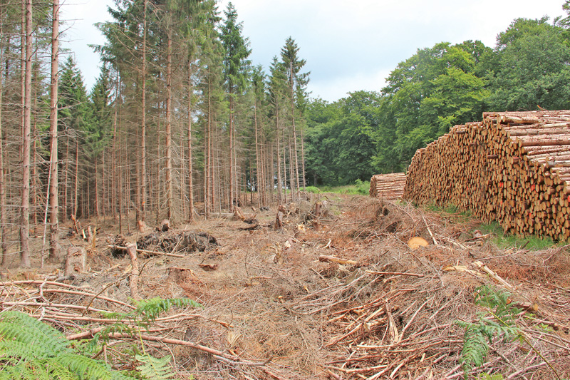 lw-heute.de – Rohstoff Holz – genug für kommende Generationen ...
