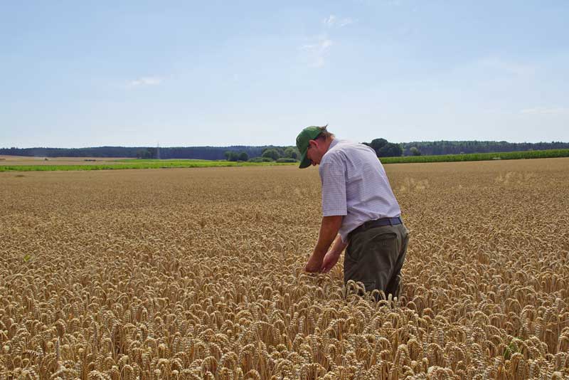 lw-heute.de – In Roten Gebieten Brotweizen erzeugen – geht das noch ...
