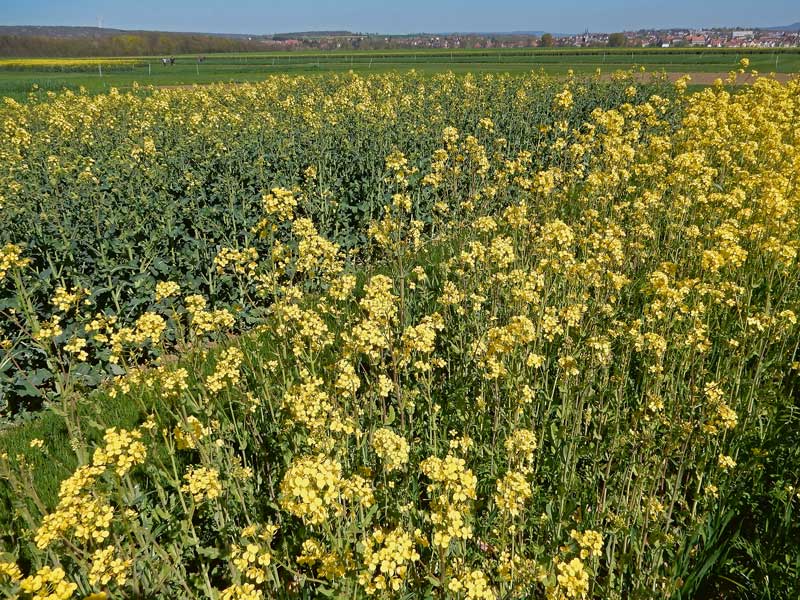 lw-heute.de – Züchterarbeit am Winterraps trägt Früchte | Züchterarbeit ...