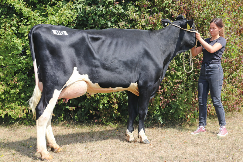 lw-heute.de – Herausragende Rinderqualitäten in Fließem | Herausragende ...