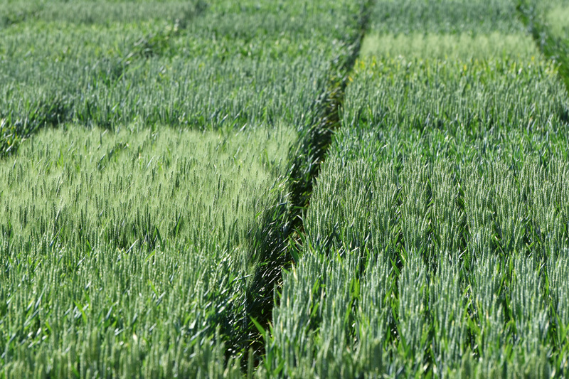 lw-heute.de – Frühe Weizensorten in den „Wärmelagen Südwest“ | Frühe ...
