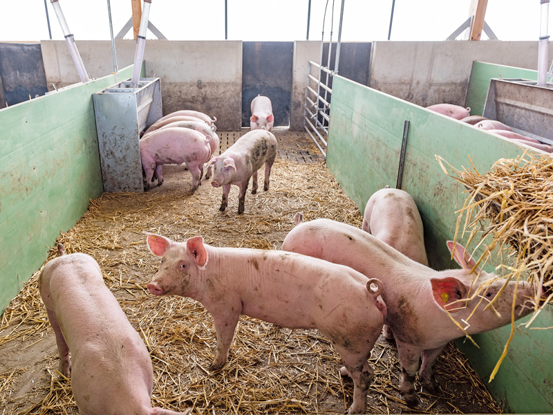 lw-heute.de – „Wir wollen zeigen, wo das Schwein herkommt“ | „Wir wollen zeigen, wo das Schwein ...