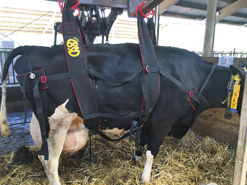 lw-heute.de – Festliegende Kühe – auf die Pflege kommt es an ...