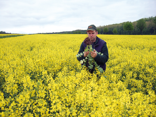 lw-heute.de – Winterraps mit hoher ökonomischer Vorzüglichkeit ...